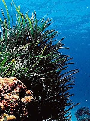 Non tutti sanno che. . .: Posidonia